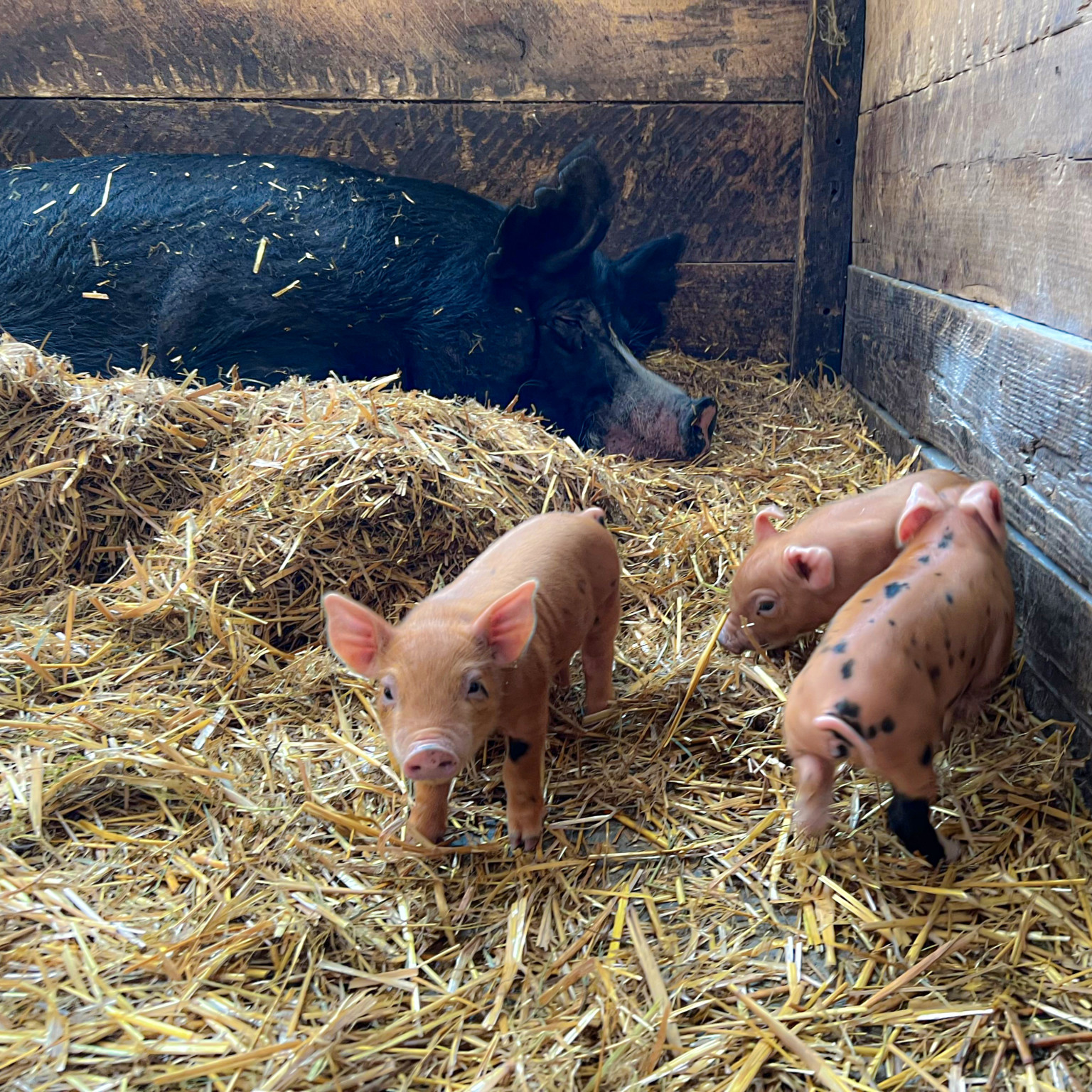 The 4 Little Pigs - Camphill School